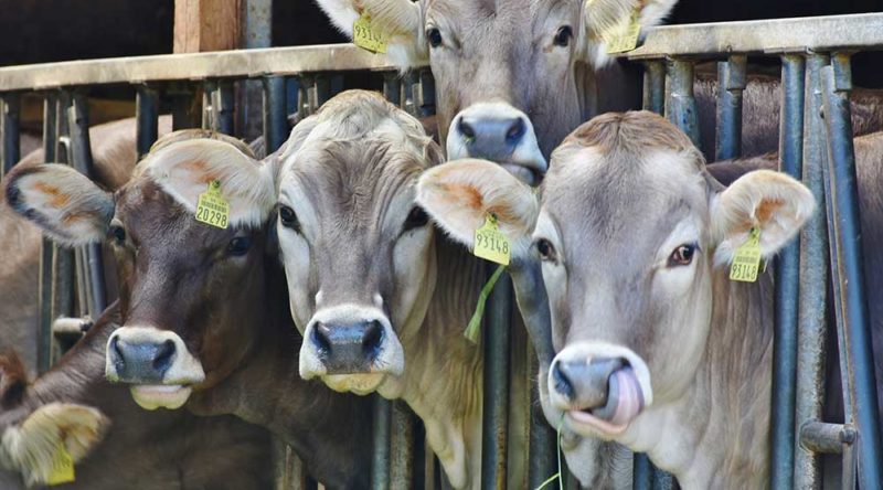 Salamaleico: o que é, significado, definição e conceito