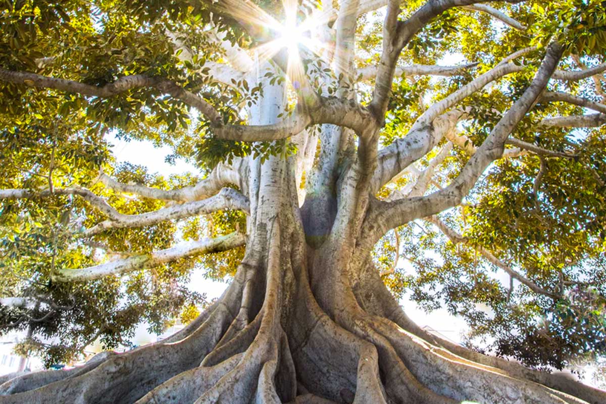 Roots: saiba o que é, significado, definição e conceito